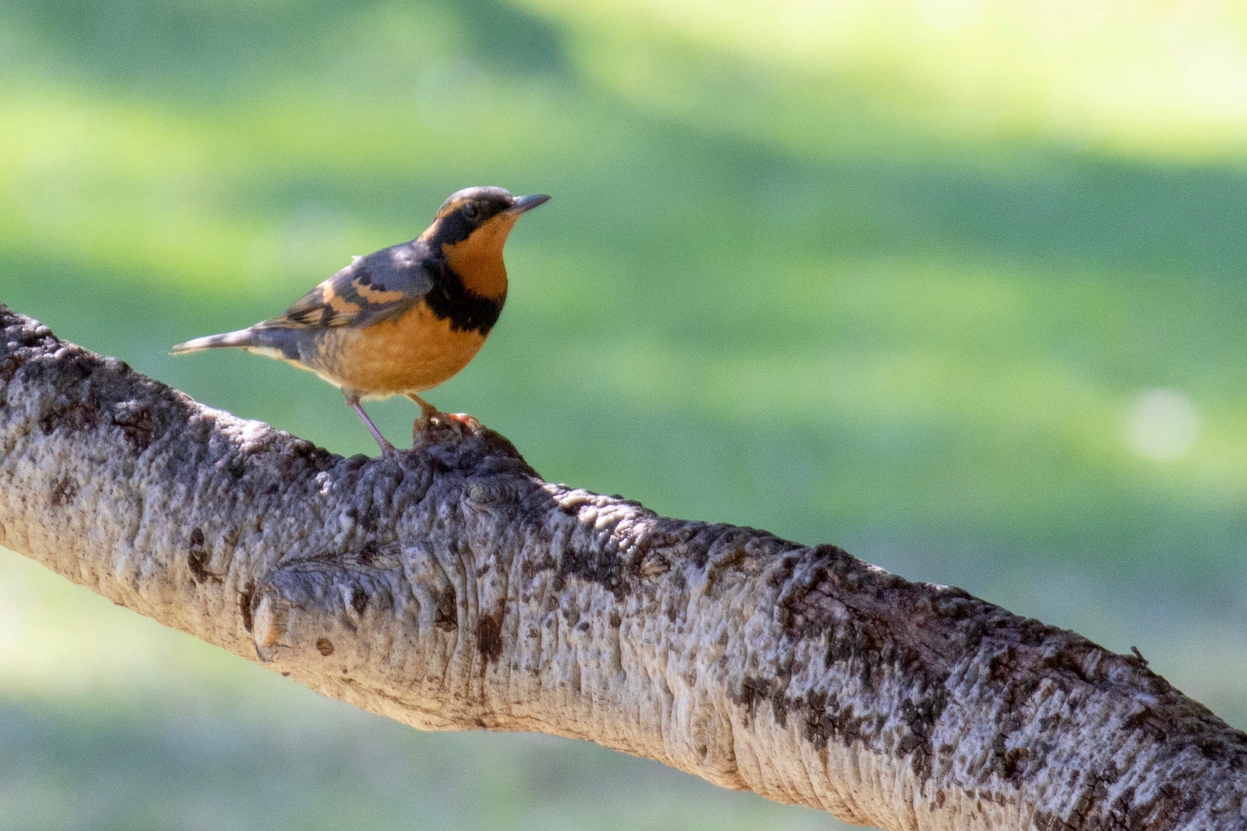 Back to Birding with a Varied Thrush – Feathers & Flora